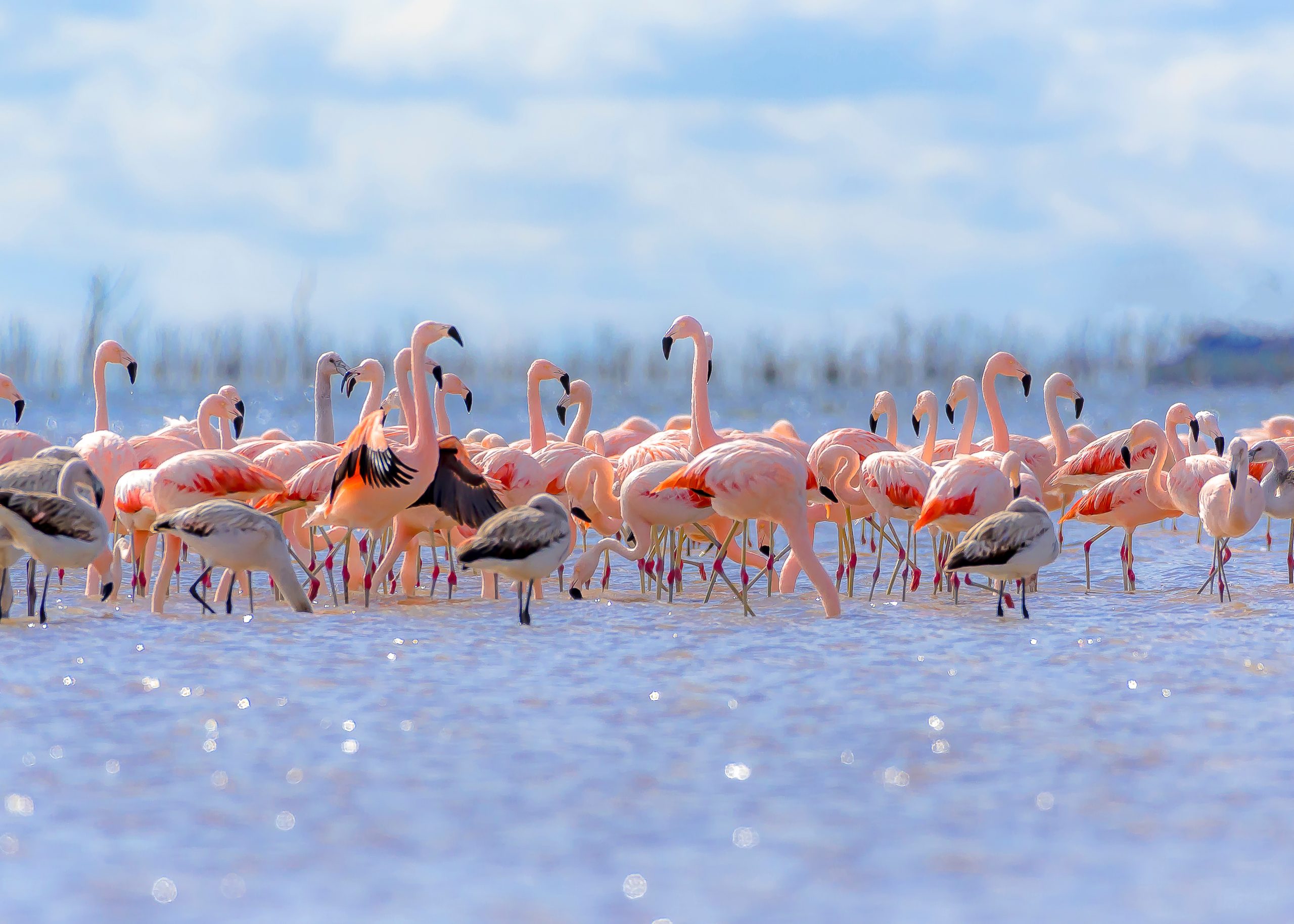 Where can you see flamingos? | Actualités camping Aude